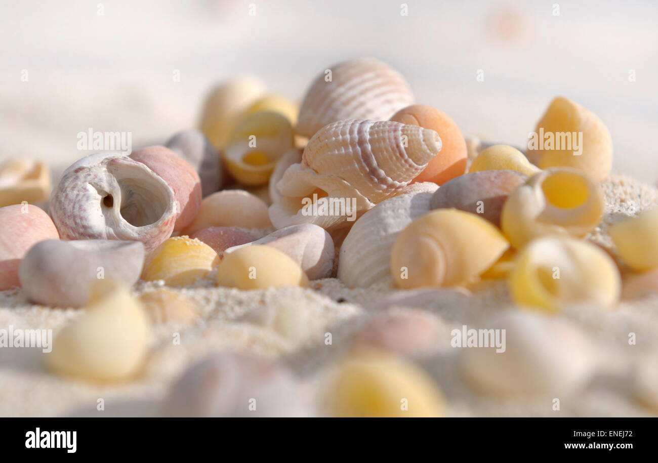 few small shells in the sand on the beach Stock Photo - Alamy