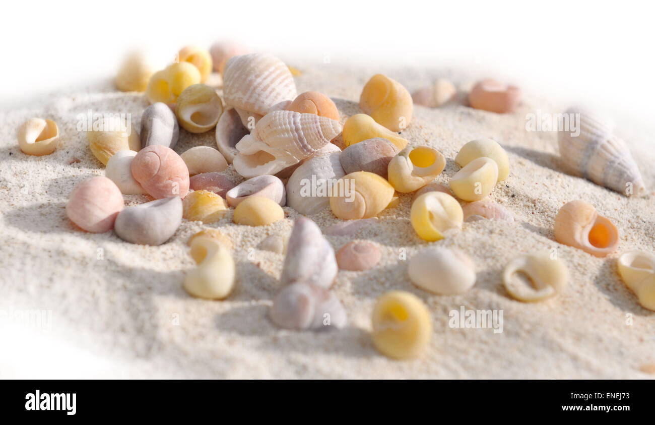 few small shells in the sand on white background Stock Photo - Alamy