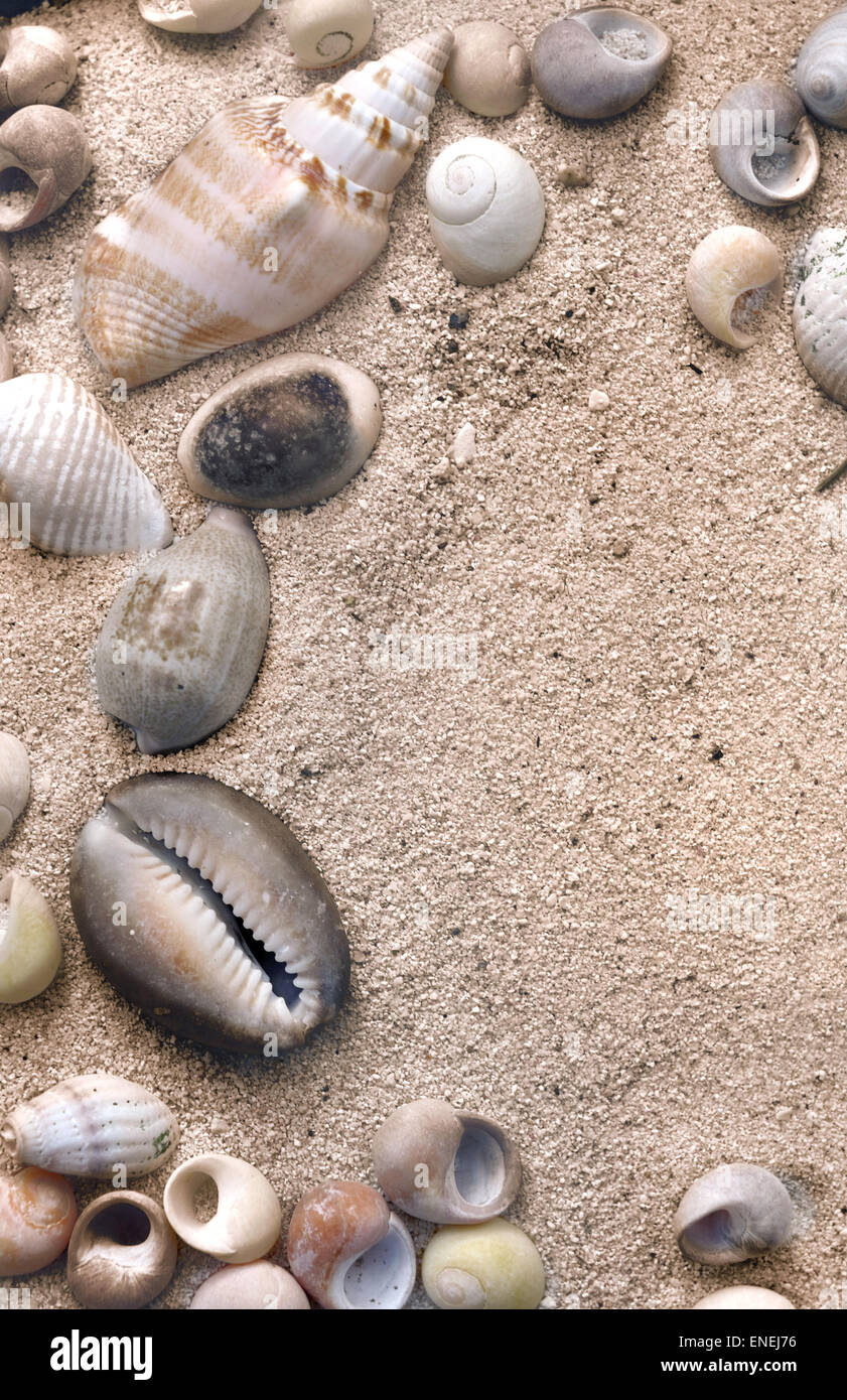 some pearly seashell in the sand Stock Photo - Alamy