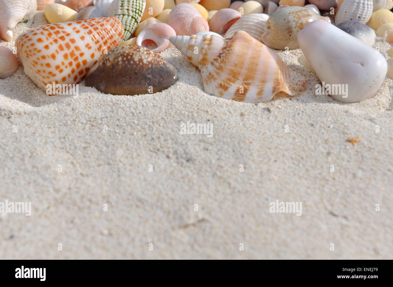 Pearly shells hi-res stock photography and images - Alamy