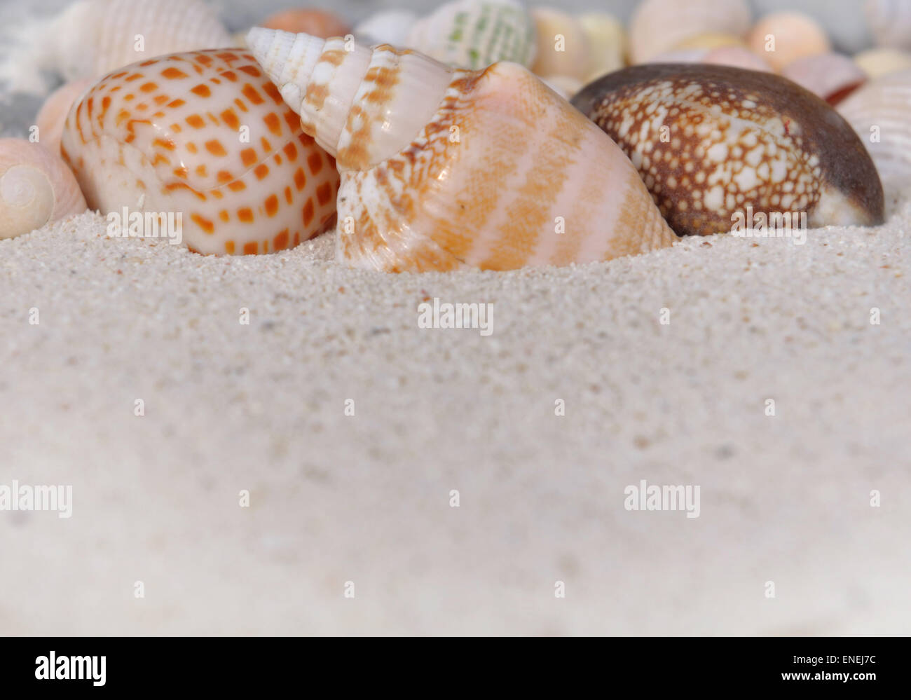 Seashells on beach hi-res stock photography and images - Alamy