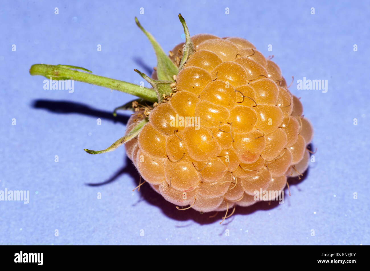 Cultivar of raspberry yellow color or Rubus idaeus Stock Photo - Alamy