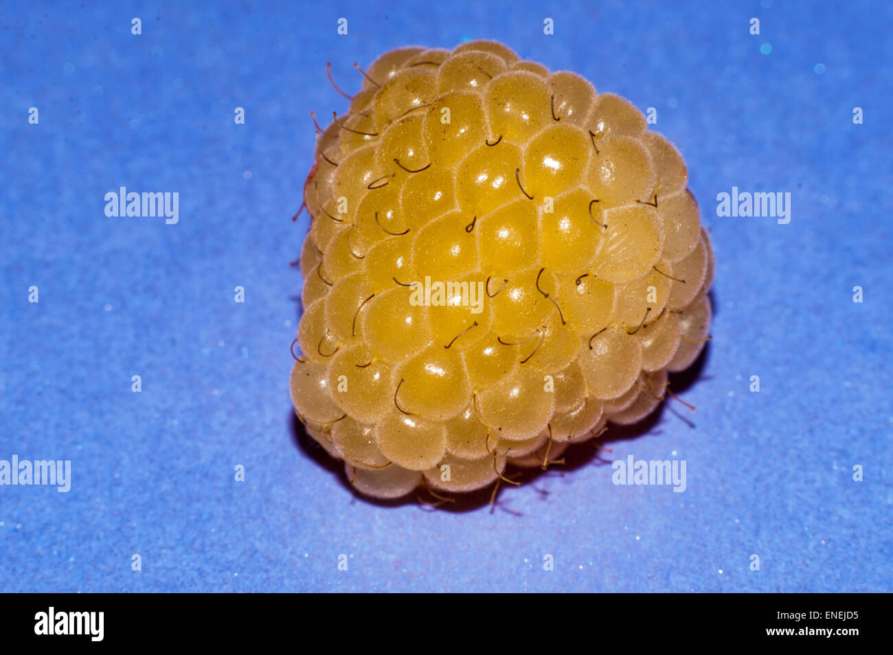 Cultivar of raspberry yellow color or Rubus idaeus Stock Photo - Alamy