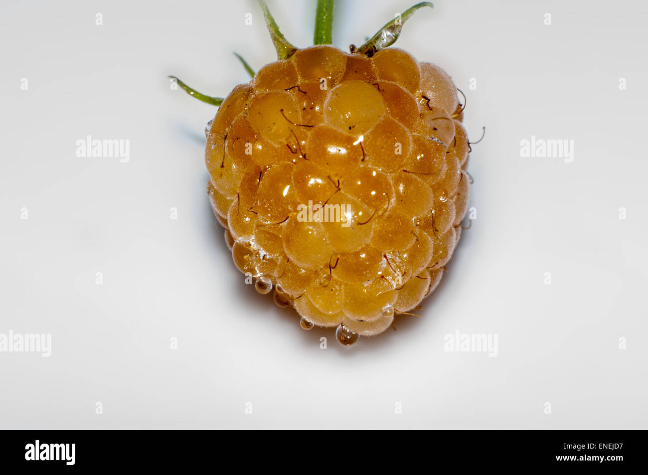 Cultivar of raspberry yellow color or Rubus idaeus Stock Photo - Alamy