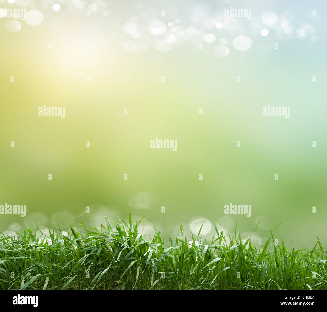 Spring or summer season abstract nature background with grass and blue ...