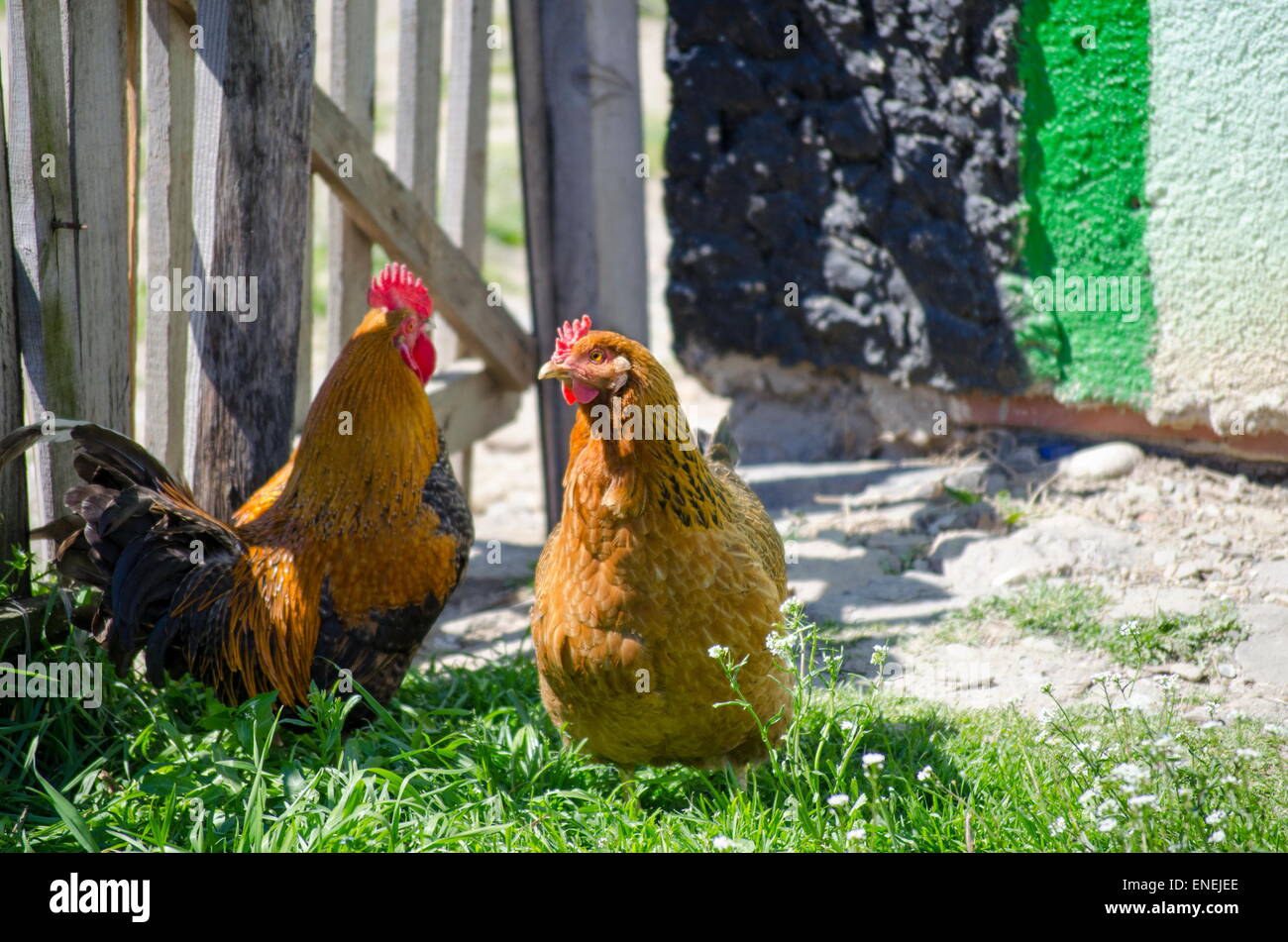 Two roosters relaxing in the sun in the backyard Stock Photo - Alamy