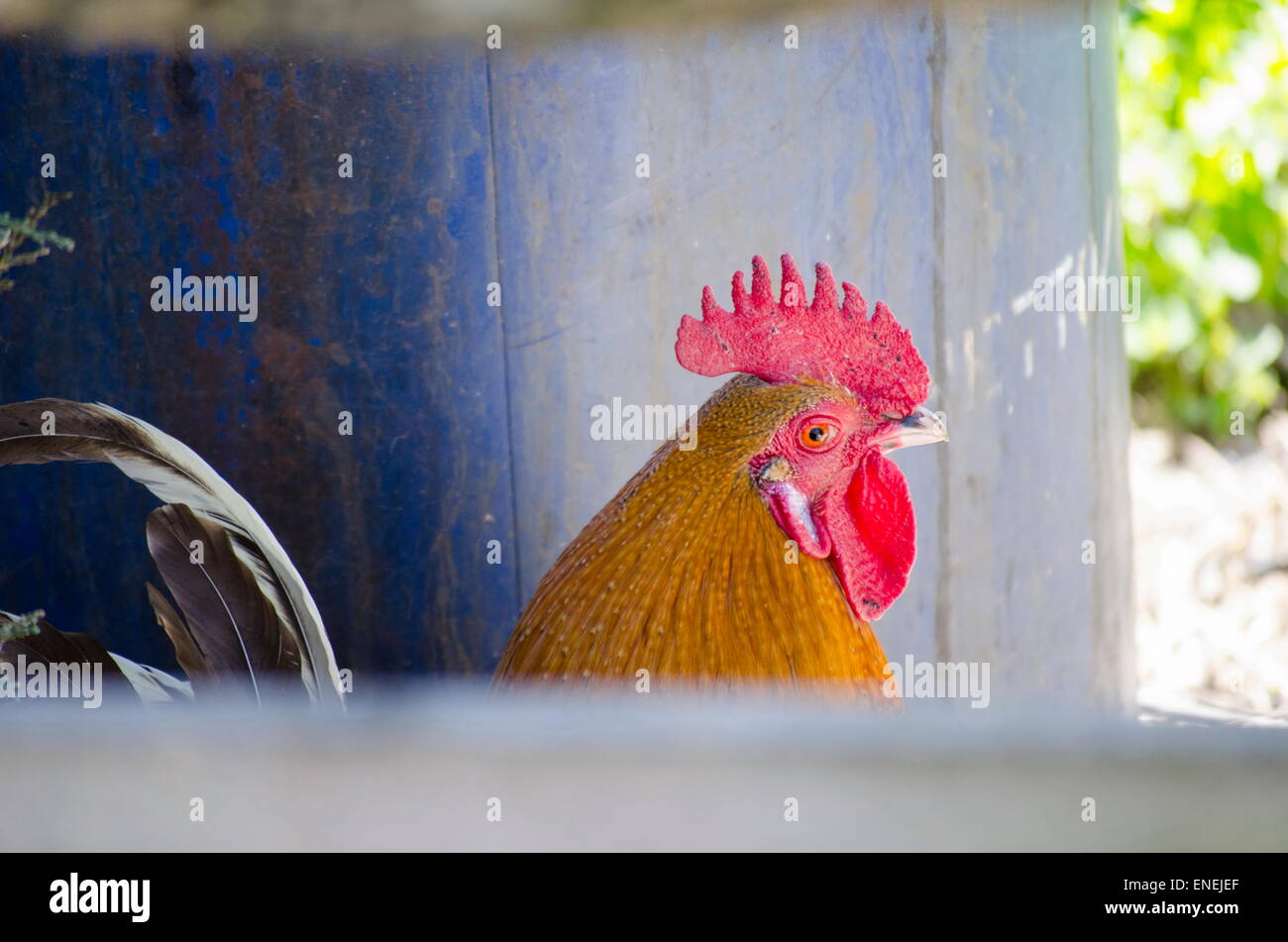 Rooster hi-res stock photography and images - Alamy