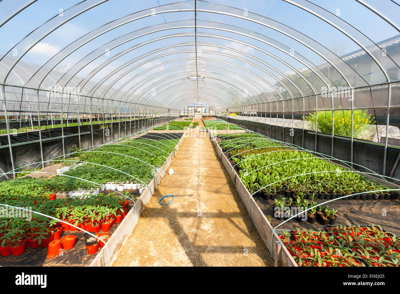 Japan, Nara. Inside green farming green house with two rows of crops ...