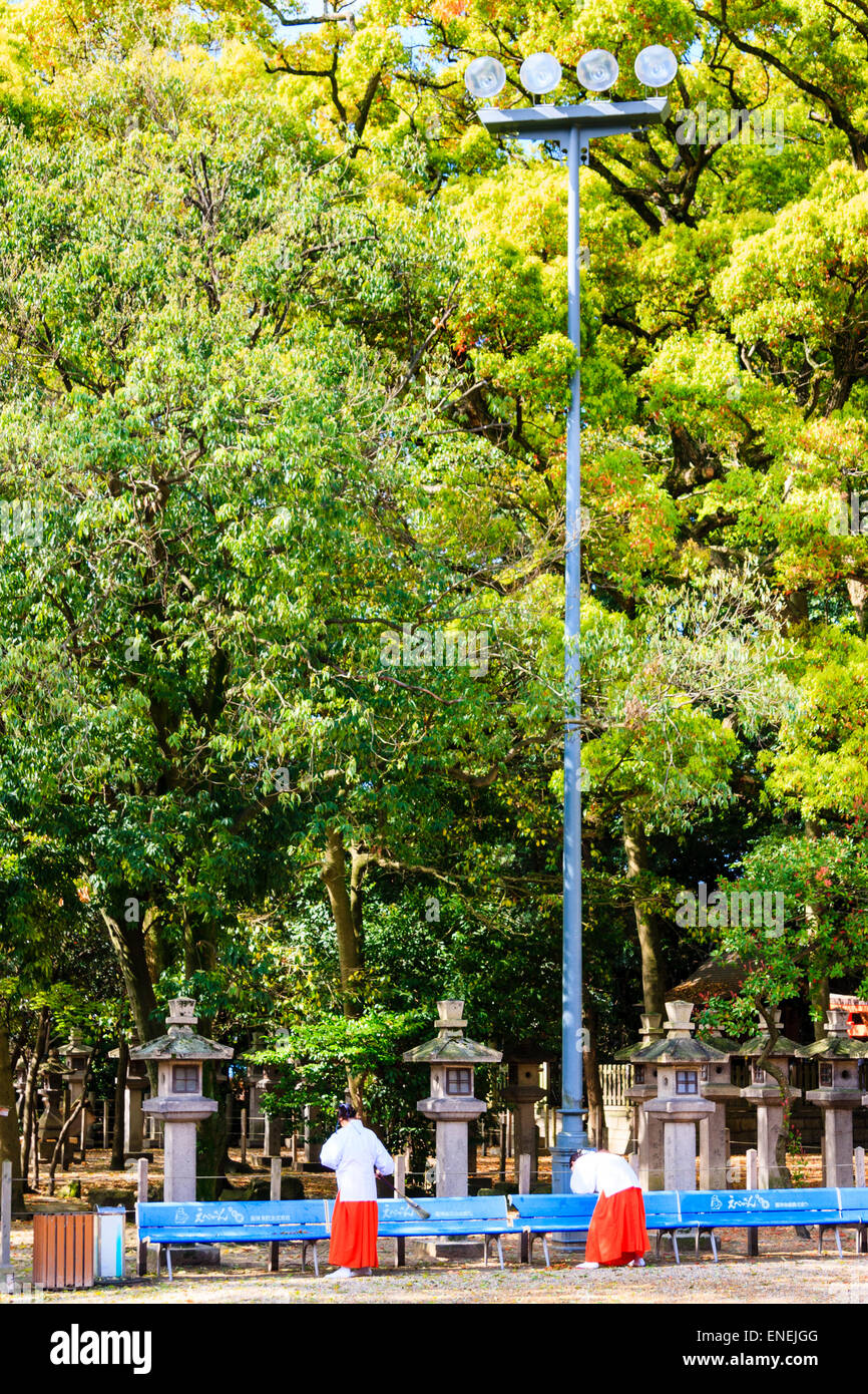 Two Japanese Shinto shrine maidens, Miko, sweeping the leaves in front ...