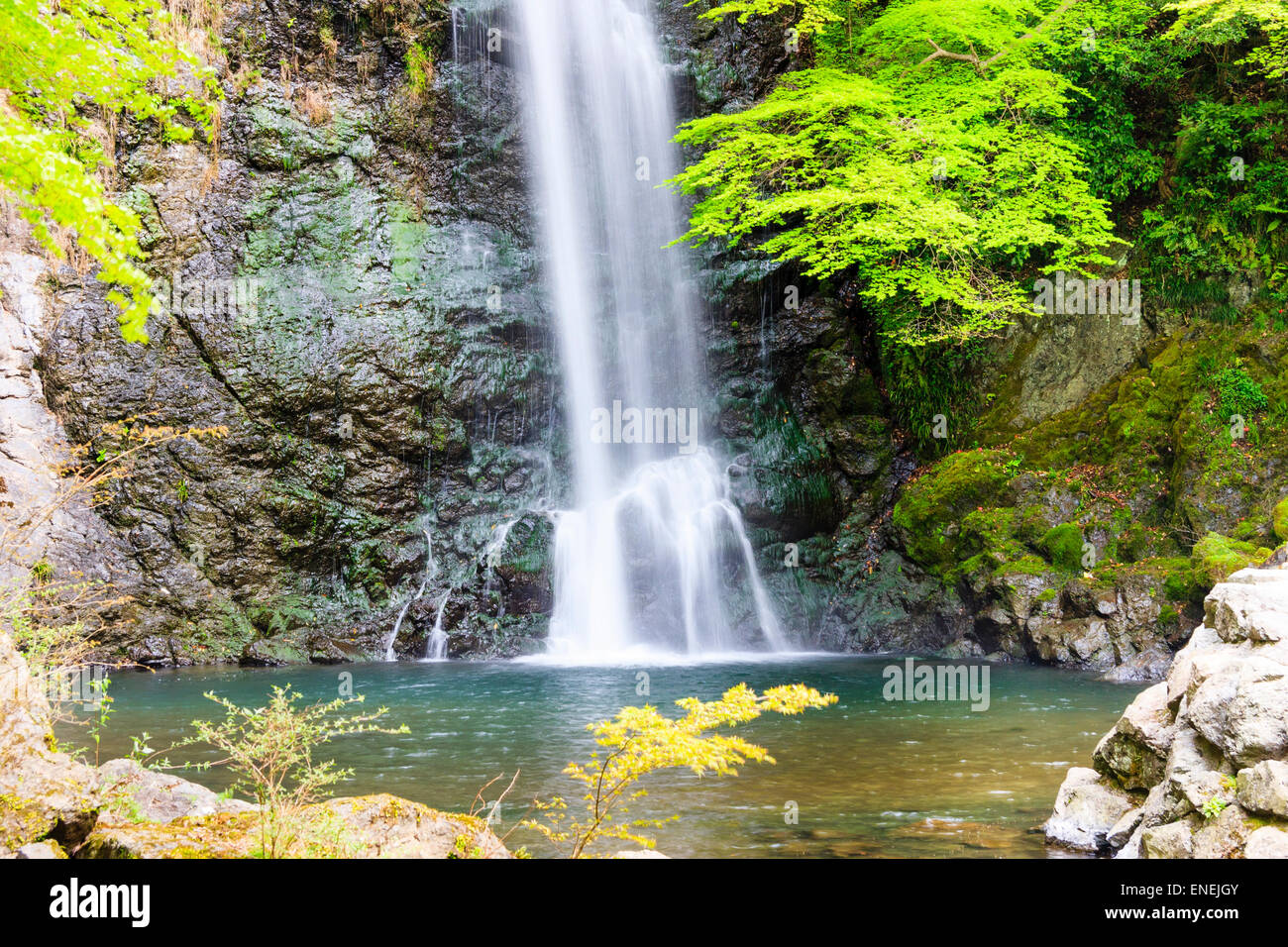 Minoo Park on the outskirts of Osaka. The famous tourist attraction ...