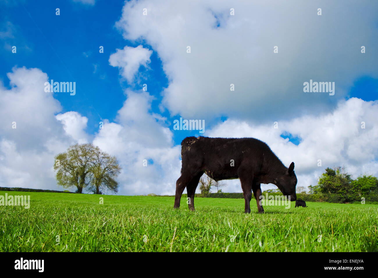 East Harptree, Somerset, UK. 4rd May, 2015. UK Weather. Young heffers ...