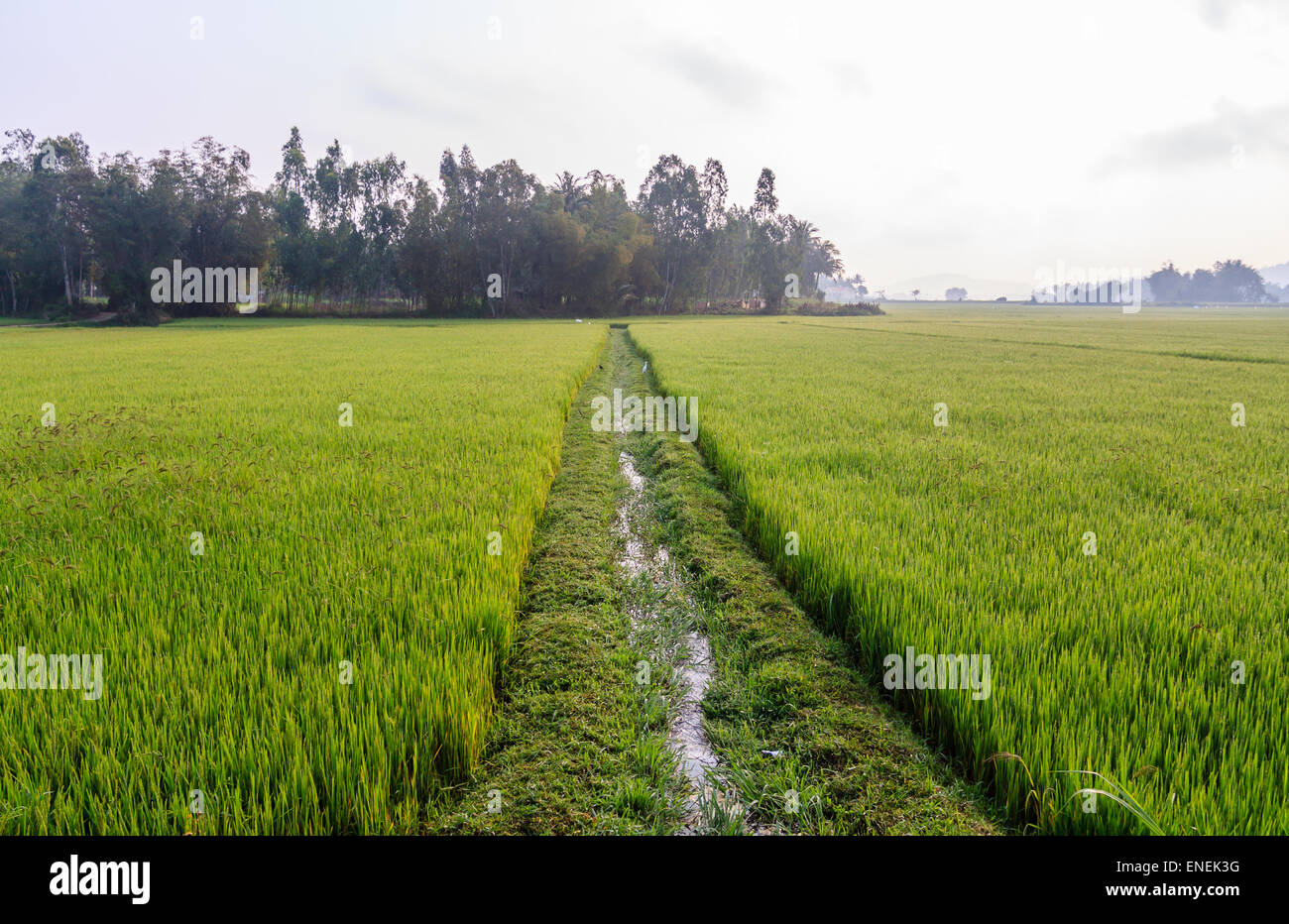 Rice field terraces in Vietnam Stock Photo - Alamy