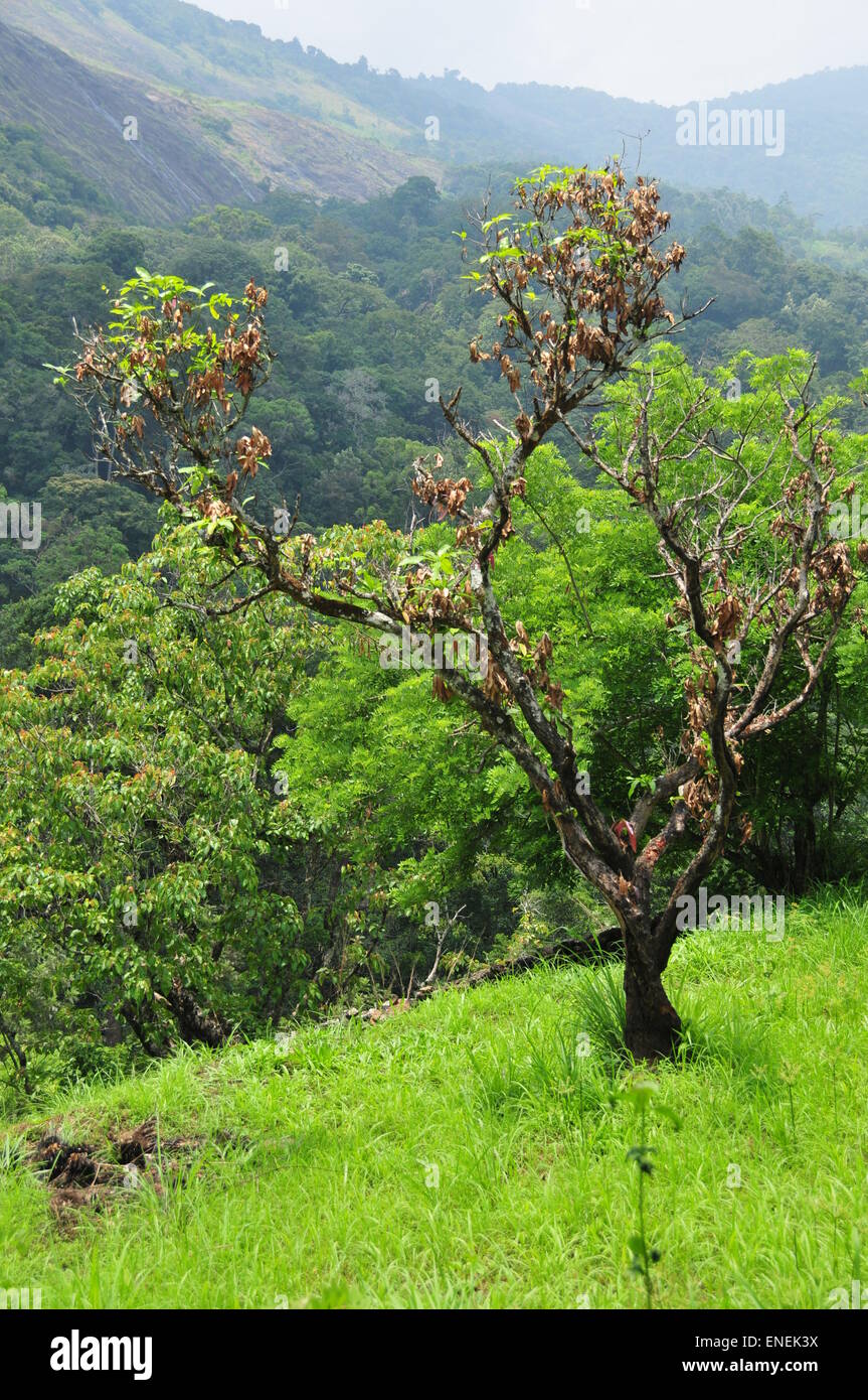 Tree with green and dried leaves Stock Photo - Alamy