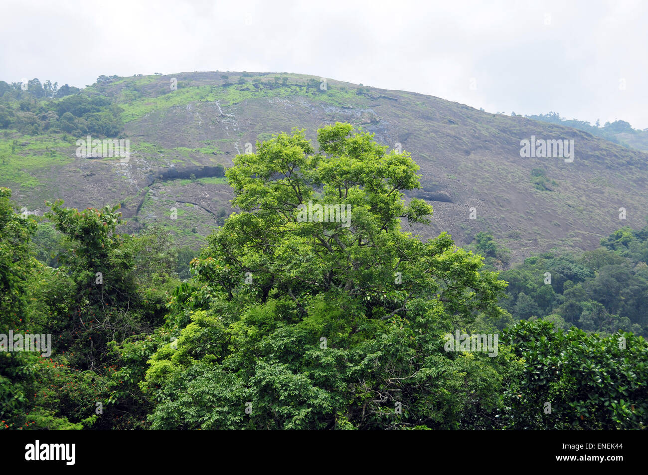 Rock hill and trees Stock Photo - Alamy