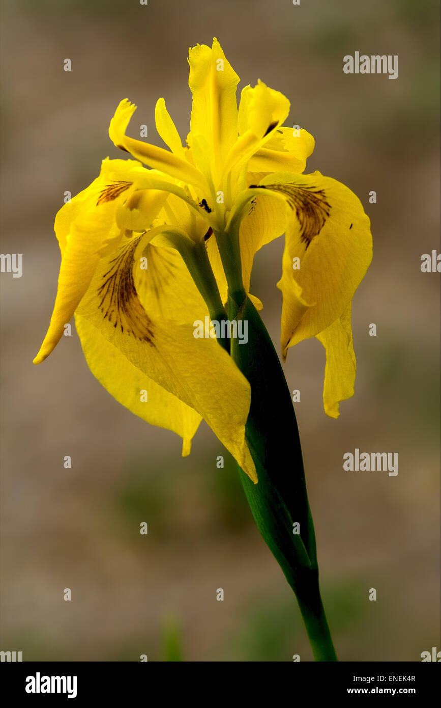 close up of a iridacee wild yellow iris pseudocorus Stock Photo - Alamy