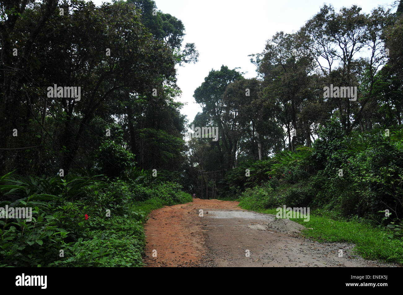 Forest road Stock Photo - Alamy