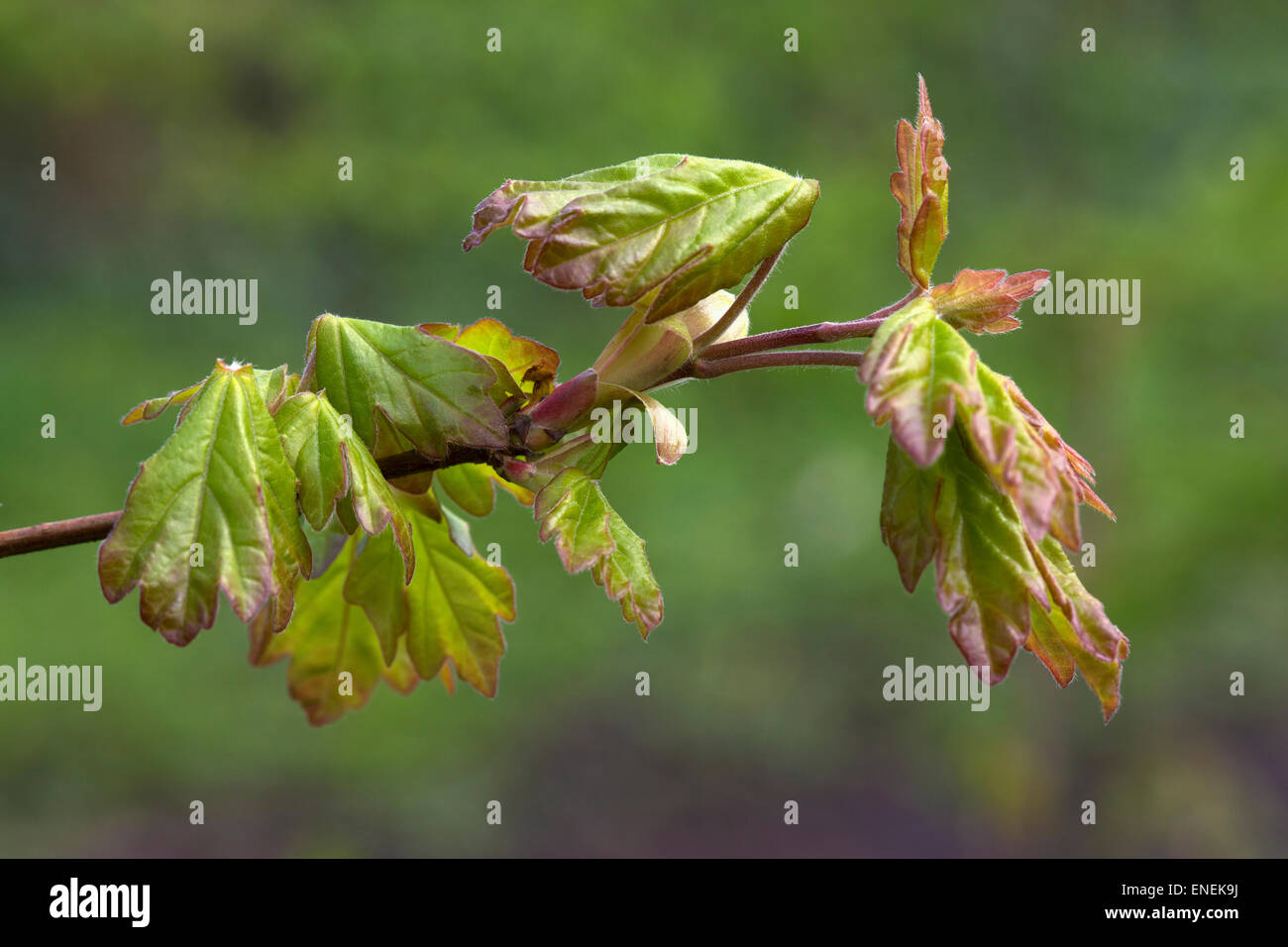 Sprouting maple hi-res stock photography and images - Alamy
