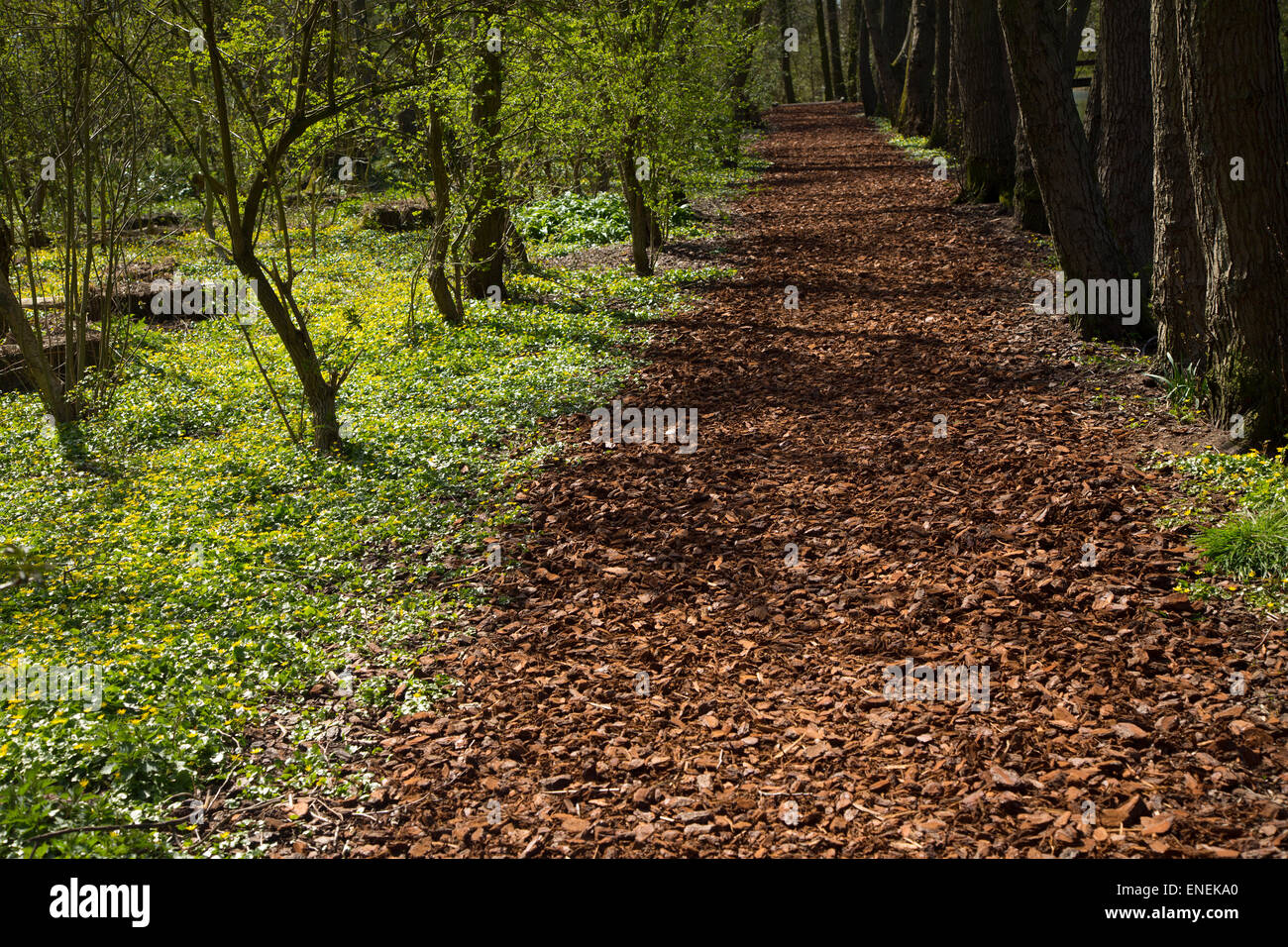 Tree bark color hi-res stock photography and images - Alamy