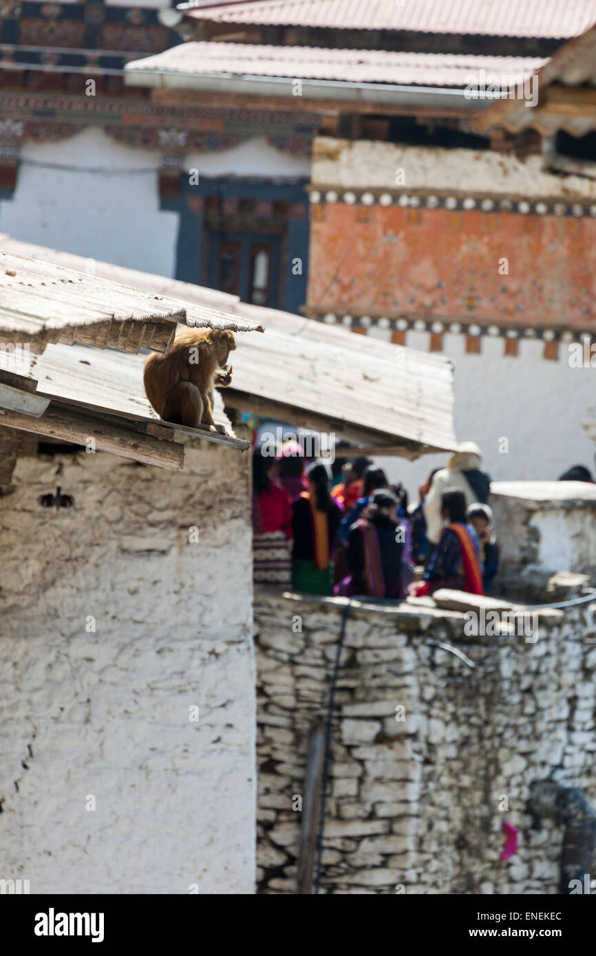 Monkey at Trongsa Dzong, Trongsa, Central Bhutan, Asia Stock Photo - Alamy
