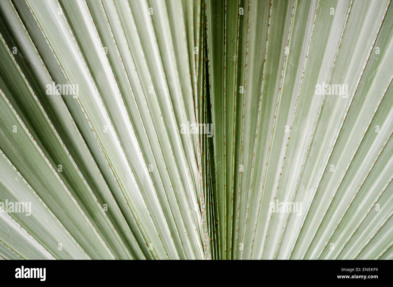 soft green Leaves texture background Stock Photo - Alamy