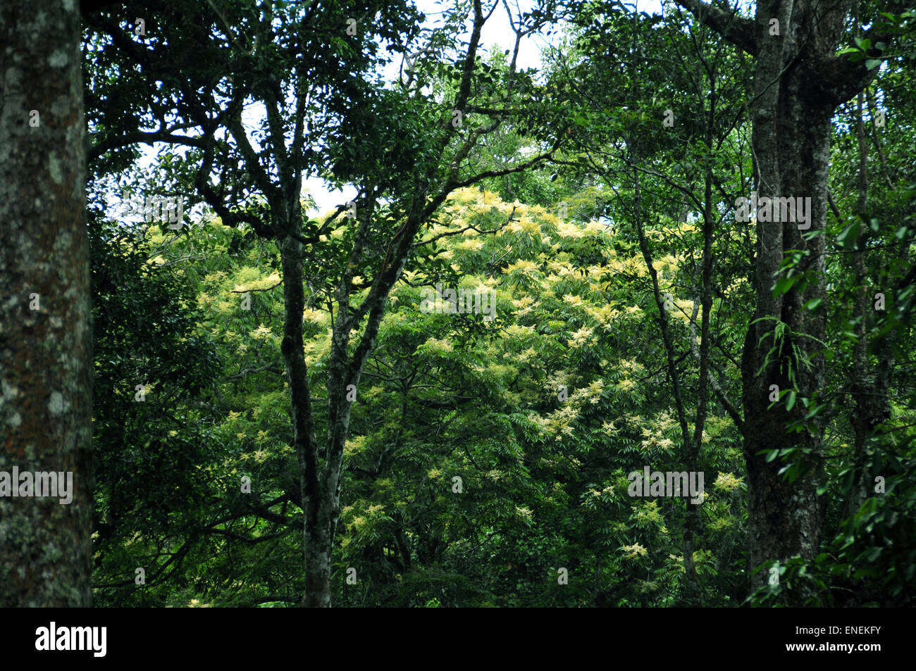 Forest Yellow Flower Tree at Jaxon Cockerill blog