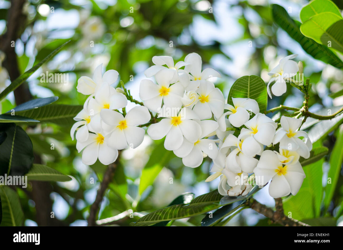 beautiful Frangipani flowers on tree Stock Photo - Alamy
