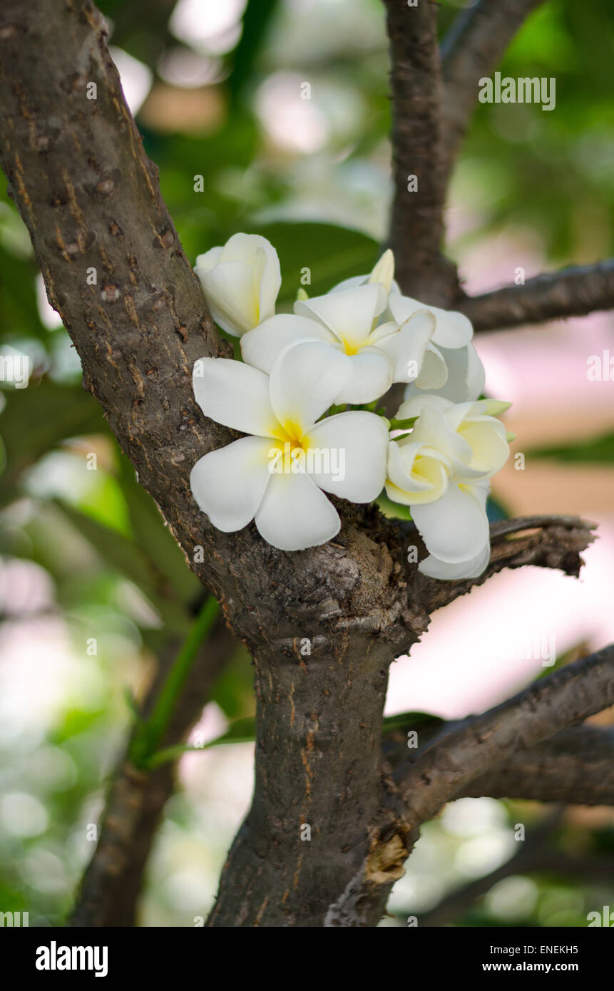 beautiful Frangipani flowers on tree Stock Photo - Alamy