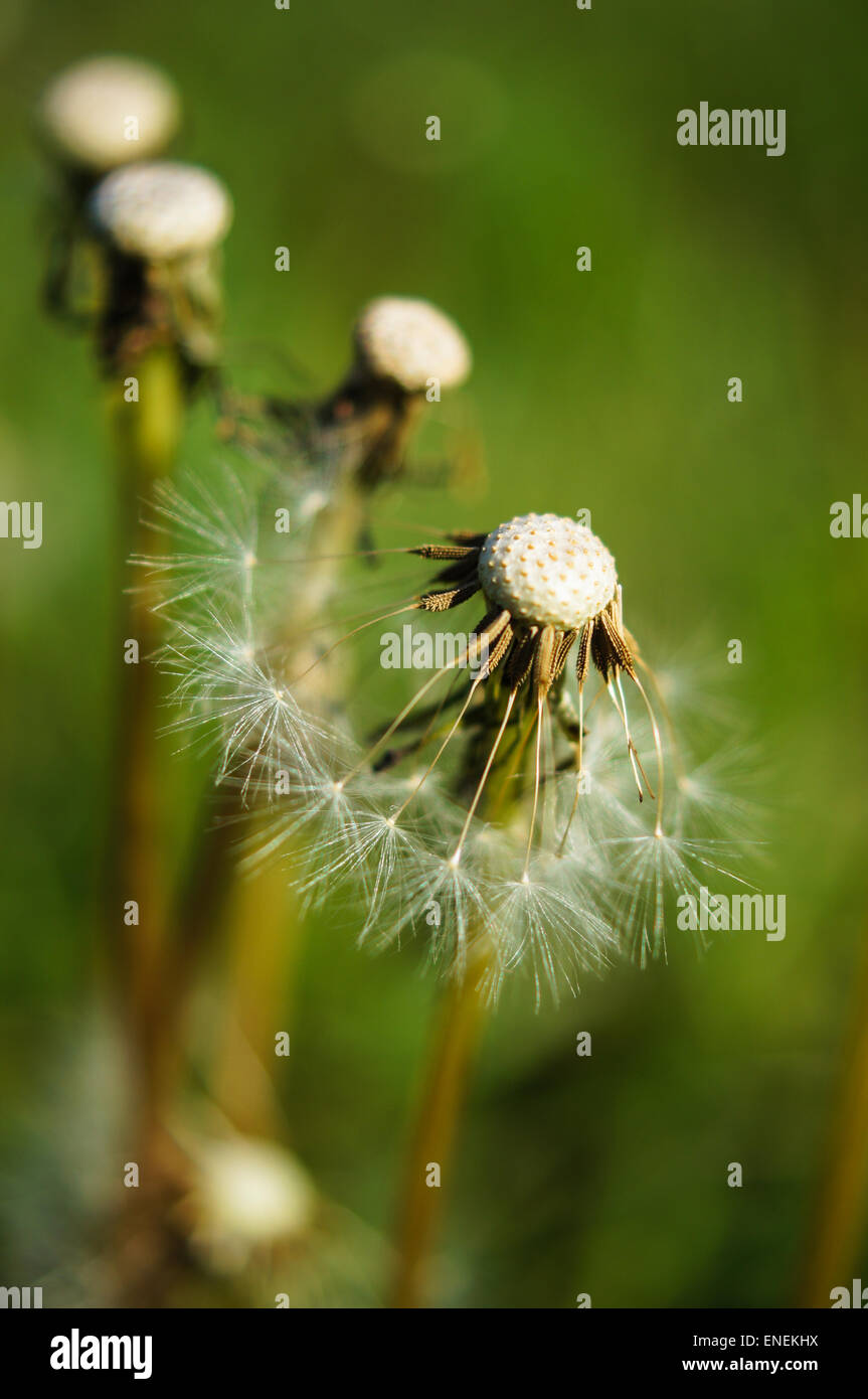 Old dandelion closeup in the field Stock Photo - Alamy