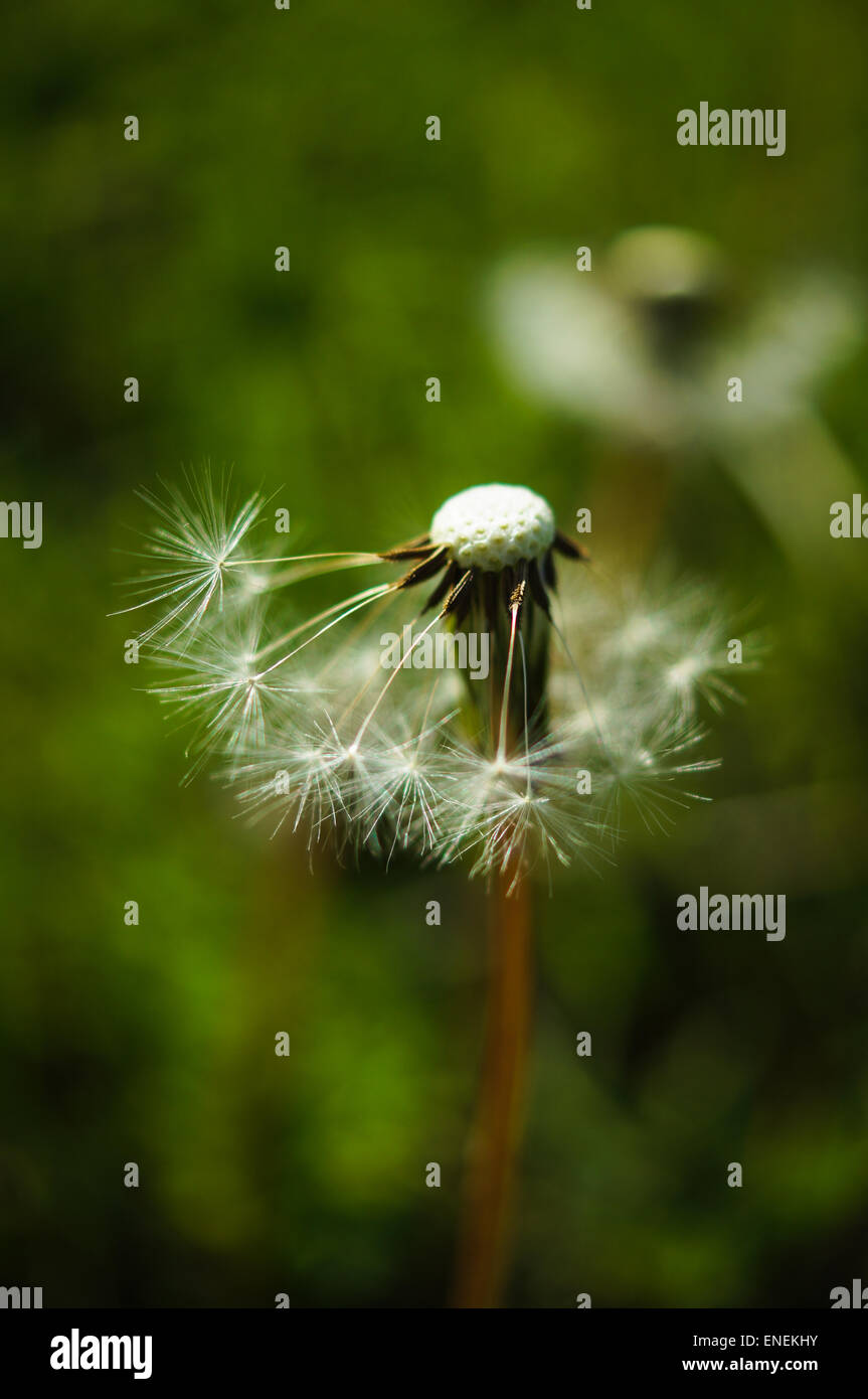 Old dandelion closeup in the field Stock Photo - Alamy