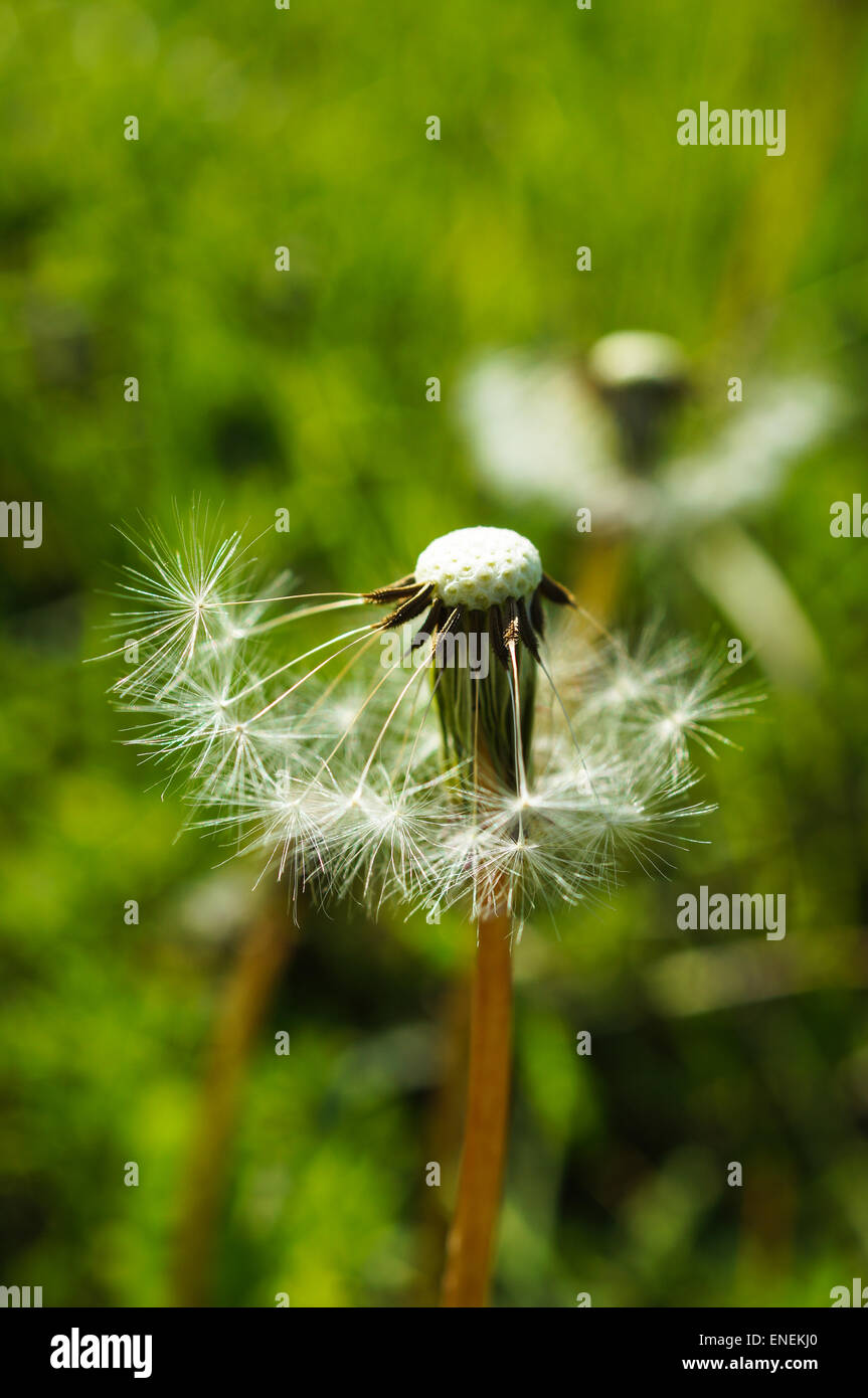 Old dandelion closeup in the field Stock Photo - Alamy