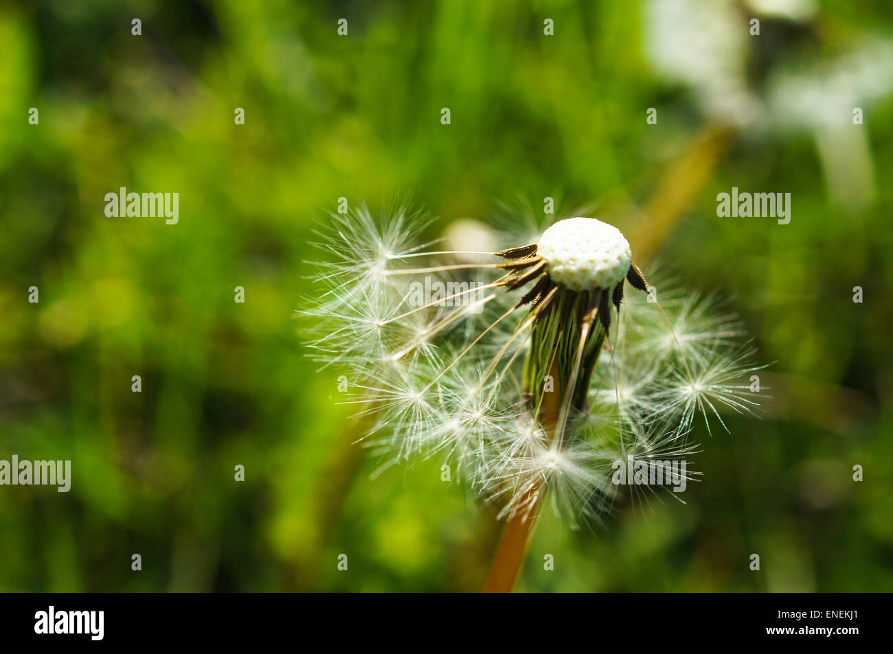 Old dandelion closeup in the field Stock Photo - Alamy