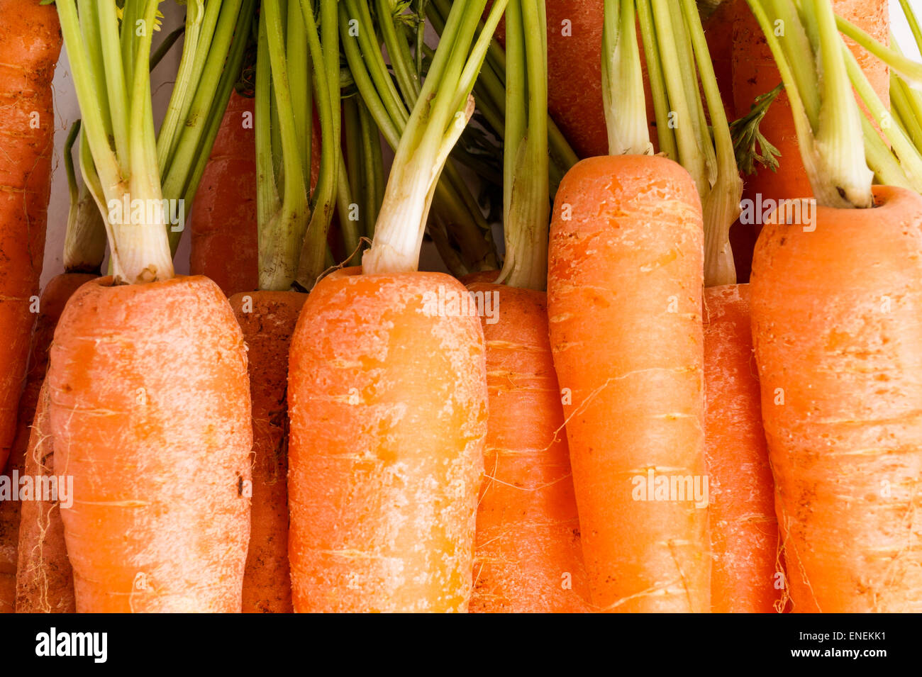 Bunch of Organic Carrots with Leaves. Close up and Macro, Background ...