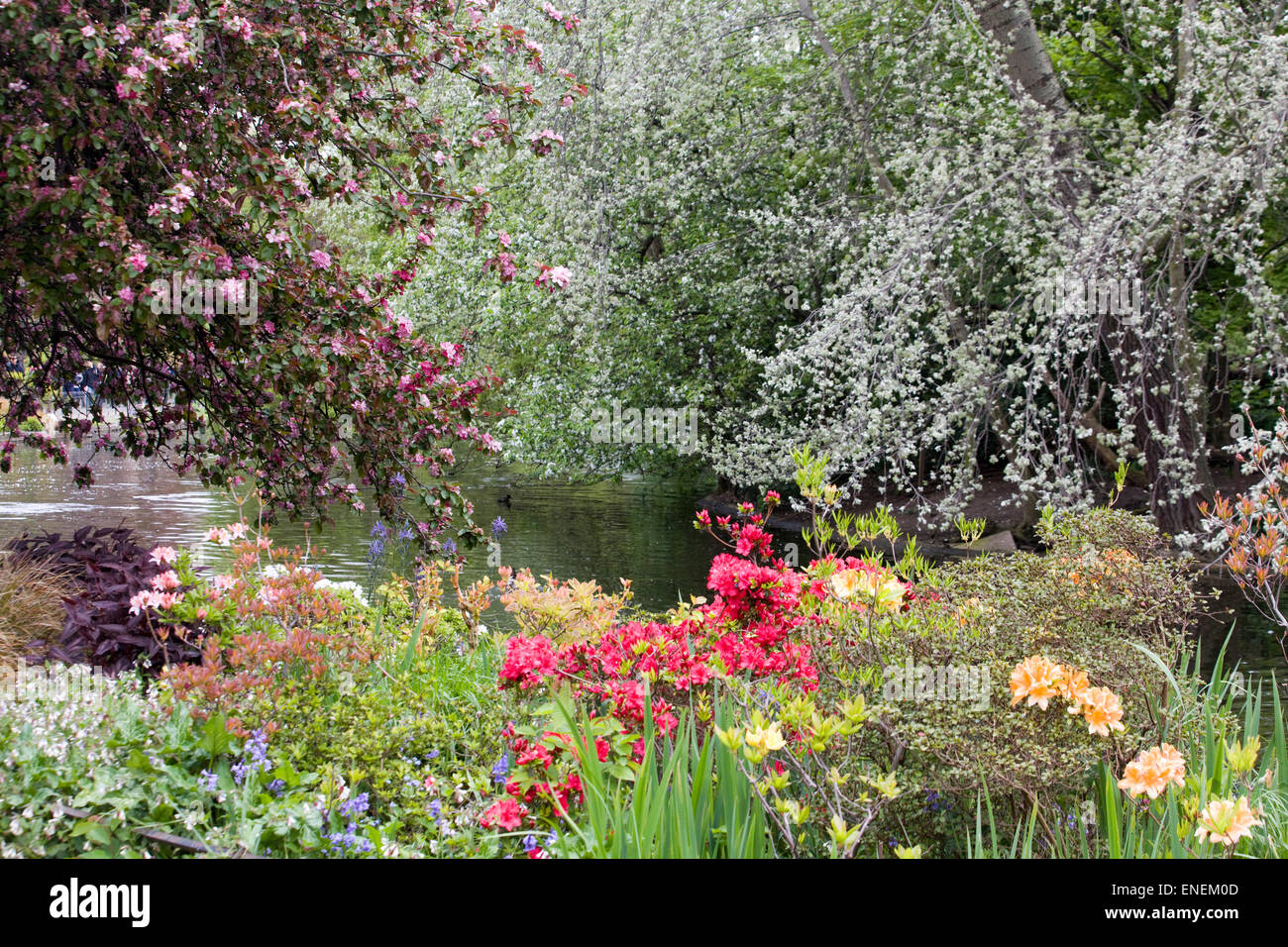 Hyde Park London Spring Flowers Stock Photos & Hyde Park London Spring ...