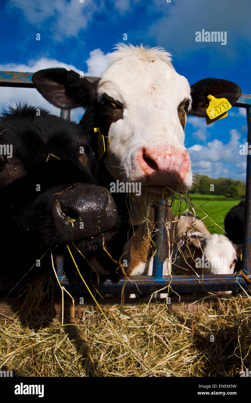 East Harptree, Somerset, UK. 4rd May, 2015. UK Weather. Young heffers ...