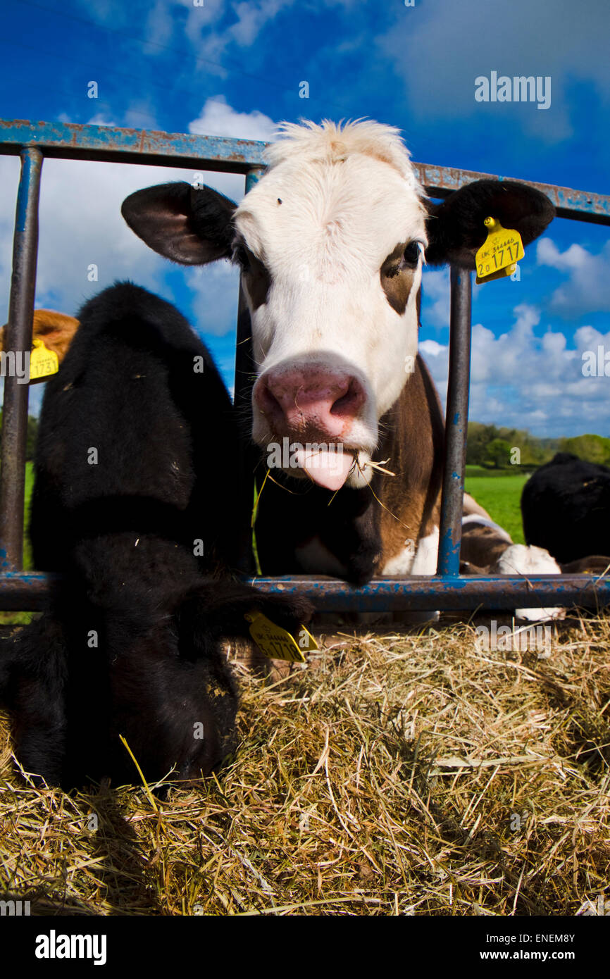 East harptree hi-res stock photography and images - Alamy