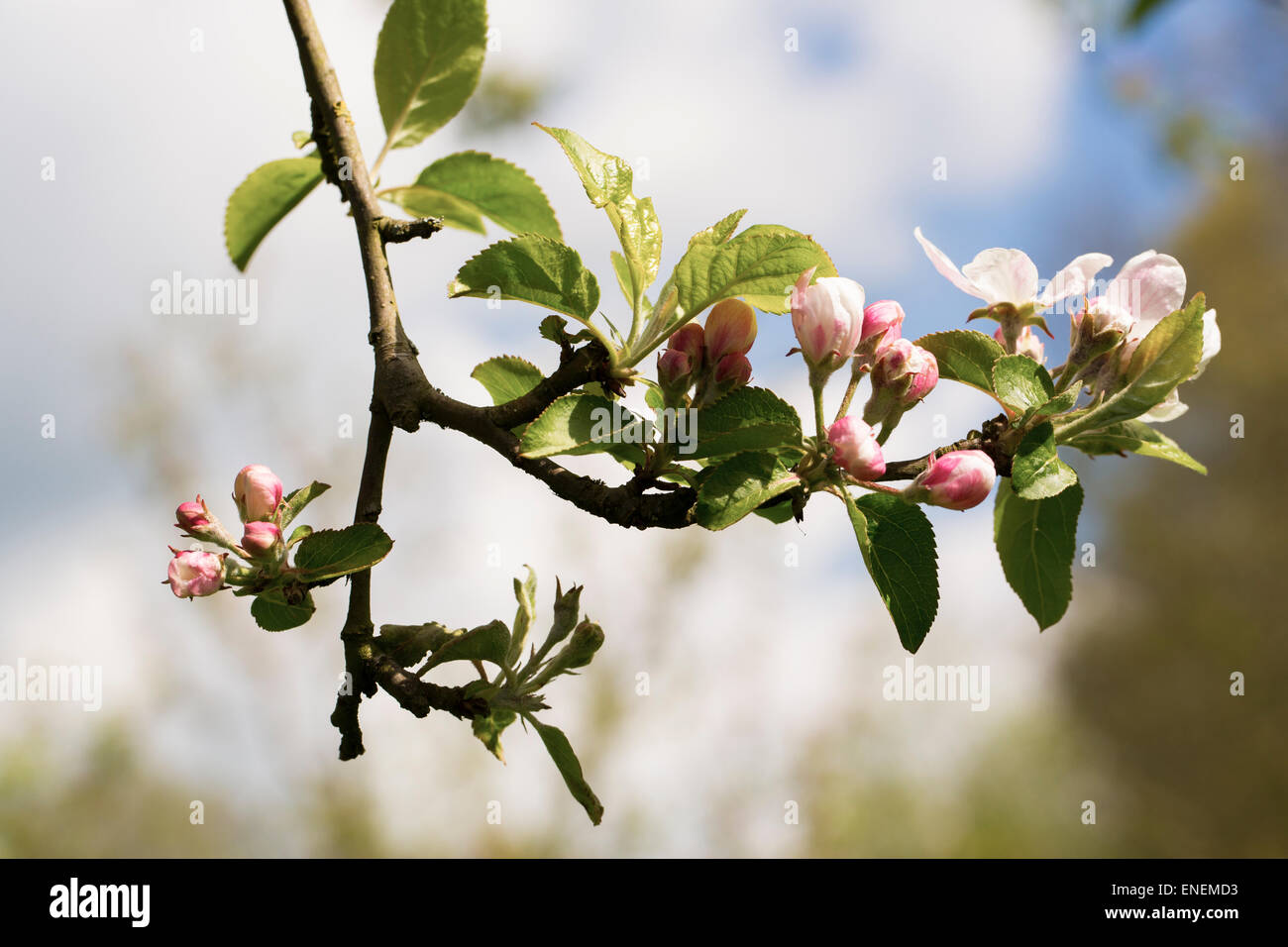Leaf twig apple tree hi-res stock photography and images - Alamy