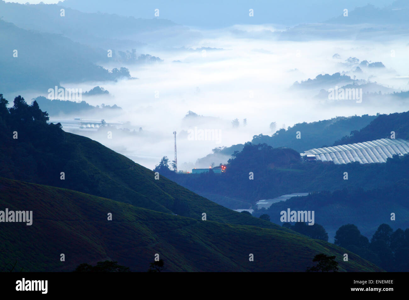 Tea plantation at the Cameron Highland, Malaysia Stock Photo - Alamy