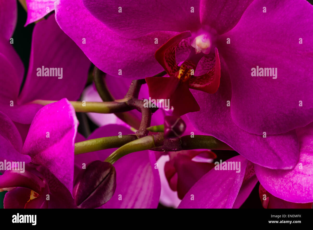 wonderfull red orchid on dark background Stock Photo - Alamy