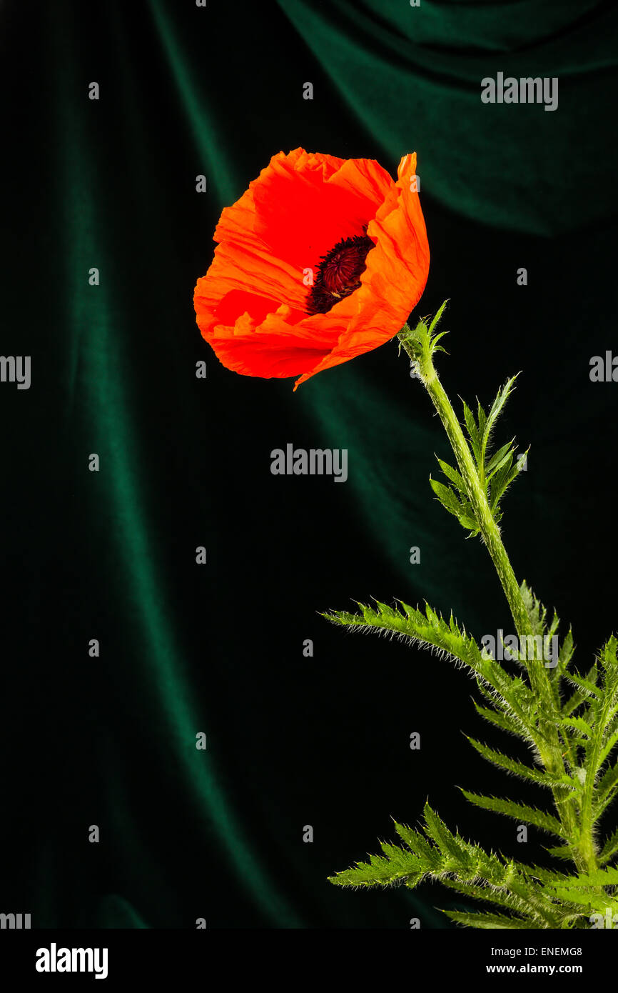 beautiful wild-growing red poppy on dark background Stock Photo - Alamy
