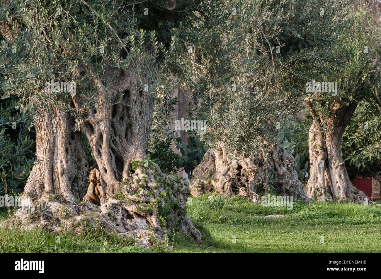 Sicily, Italy - the gardens of San Giuliano near Catania. Ancient olive ...