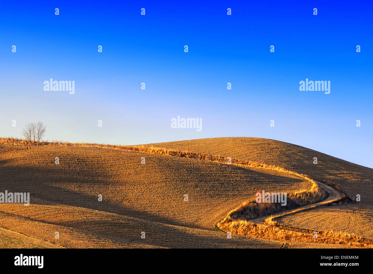 Golden road in tuscany Stock Photo - Alamy