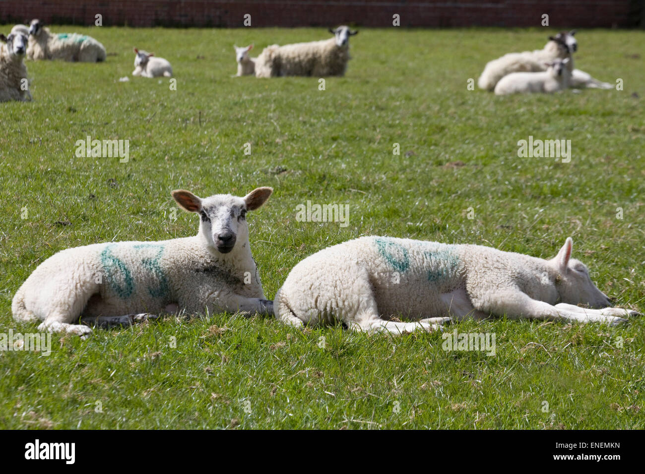 Spring Lambs in a field in the countryside Ovis aries Stock Photo - Alamy