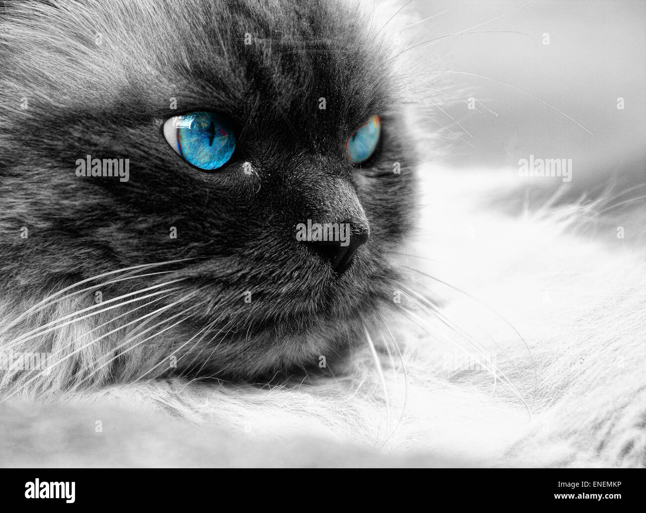 Beautiful cat eyes Stock Photo - Alamy