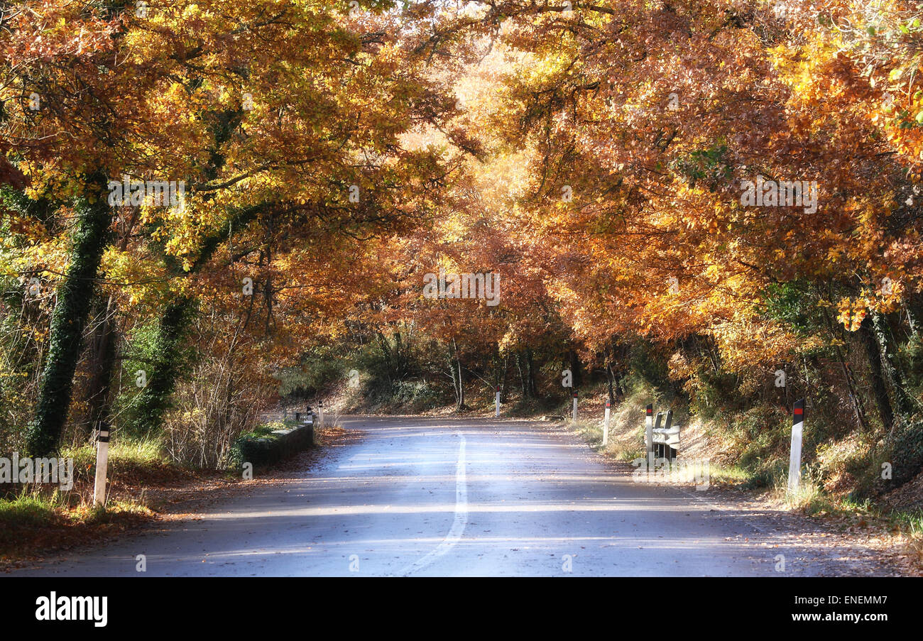 Golden road in tuscany Stock Photo - Alamy