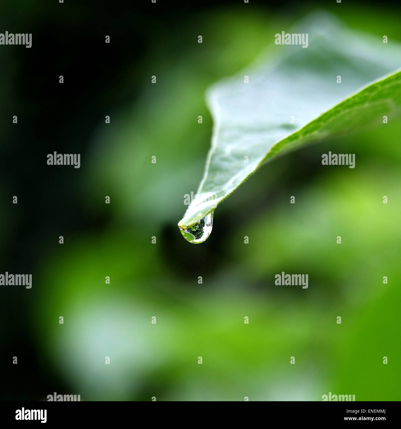 Little drop over a leaf Stock Photo - Alamy