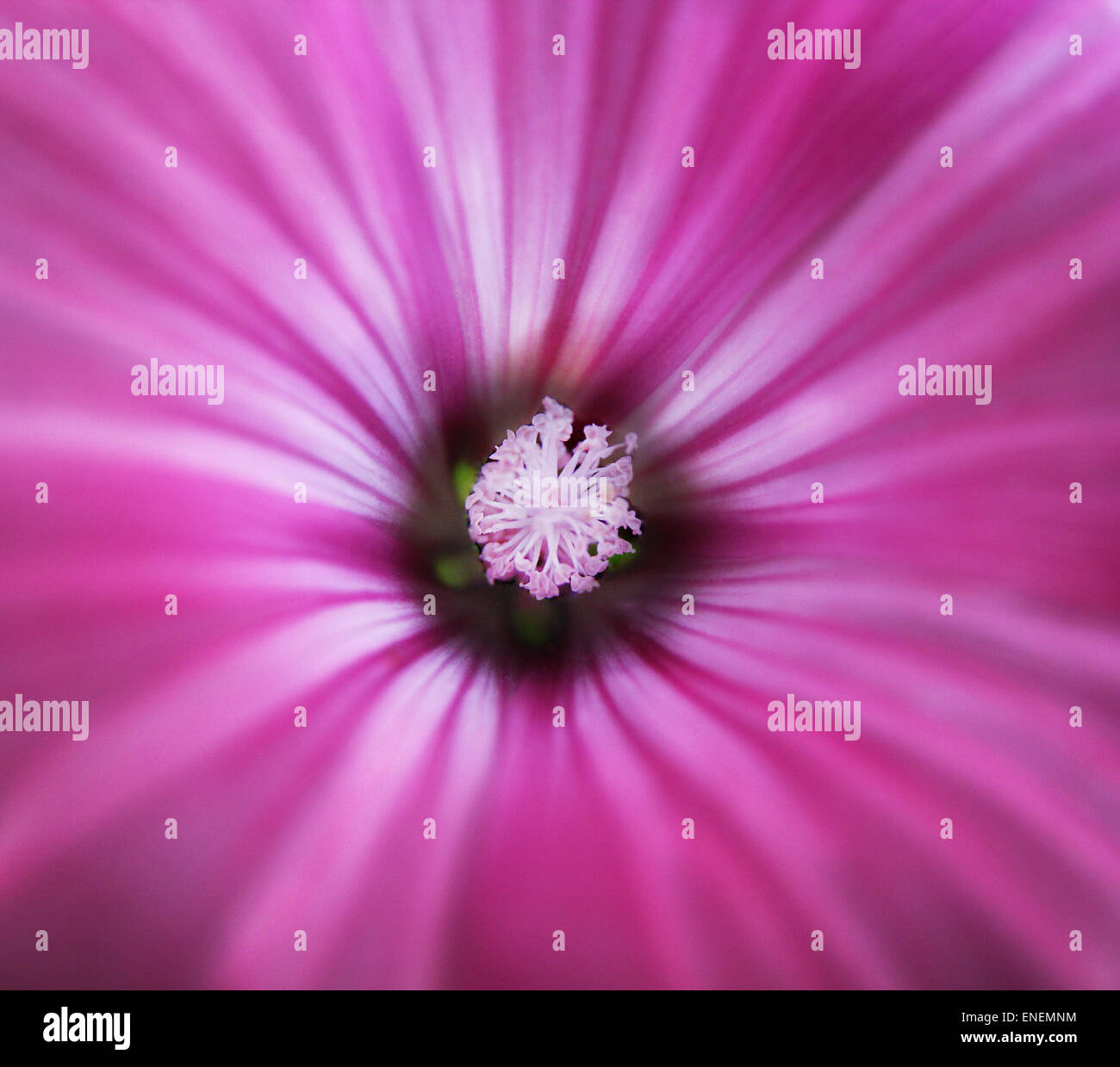 Pink and white spiral inside a flower Stock Photo - Alamy