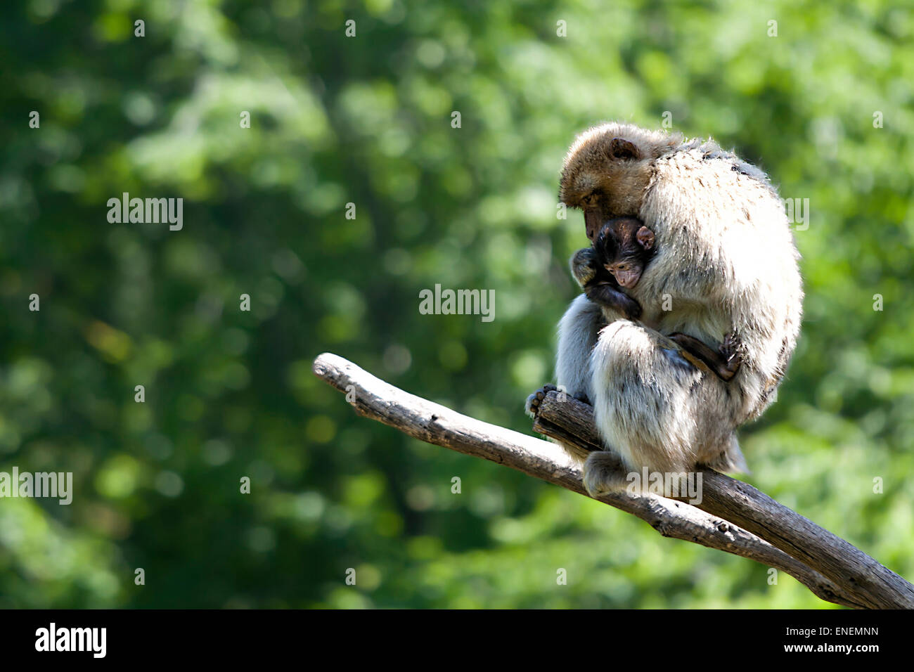 Animal zoo love hi-res stock photography and images - Alamy