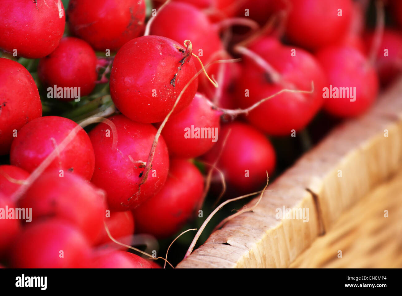 Farm Fresh Radishes Stock Photo - Alamy