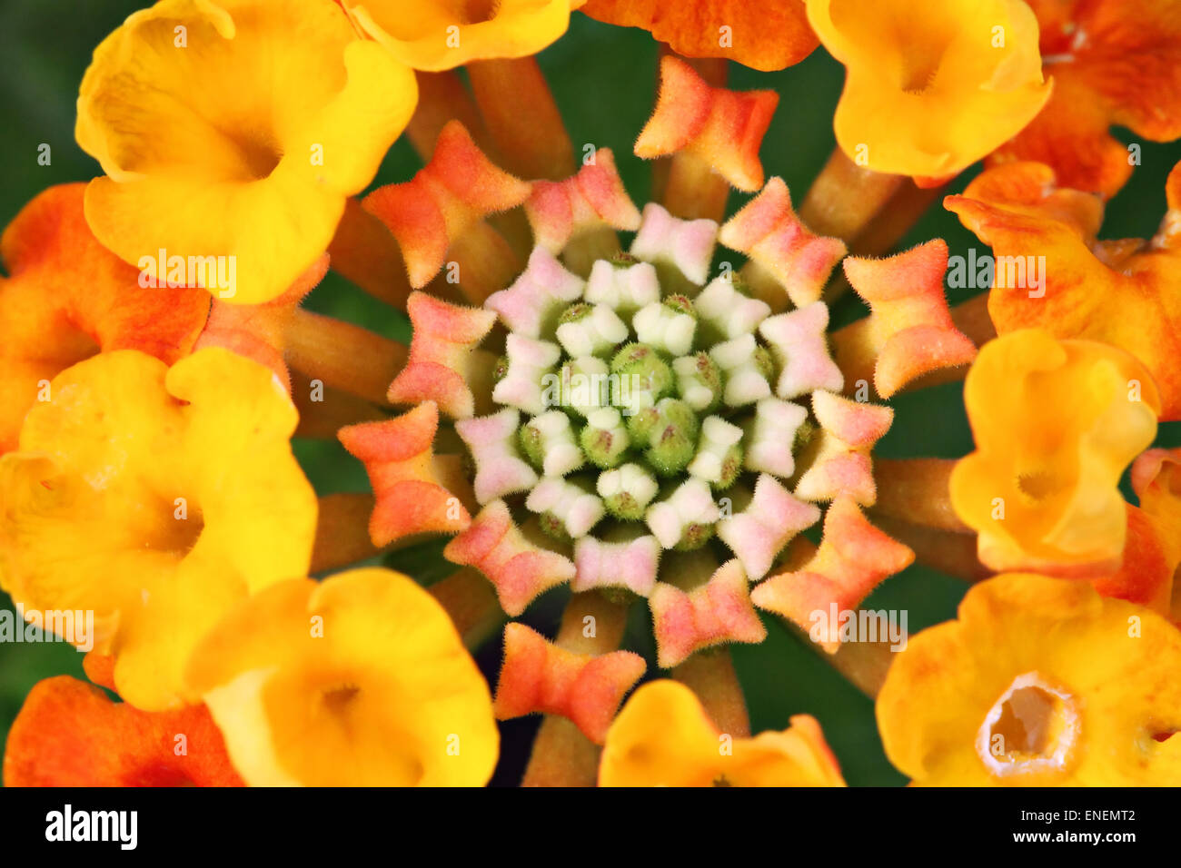 Stock image of close-up flower Stock Photo - Alamy