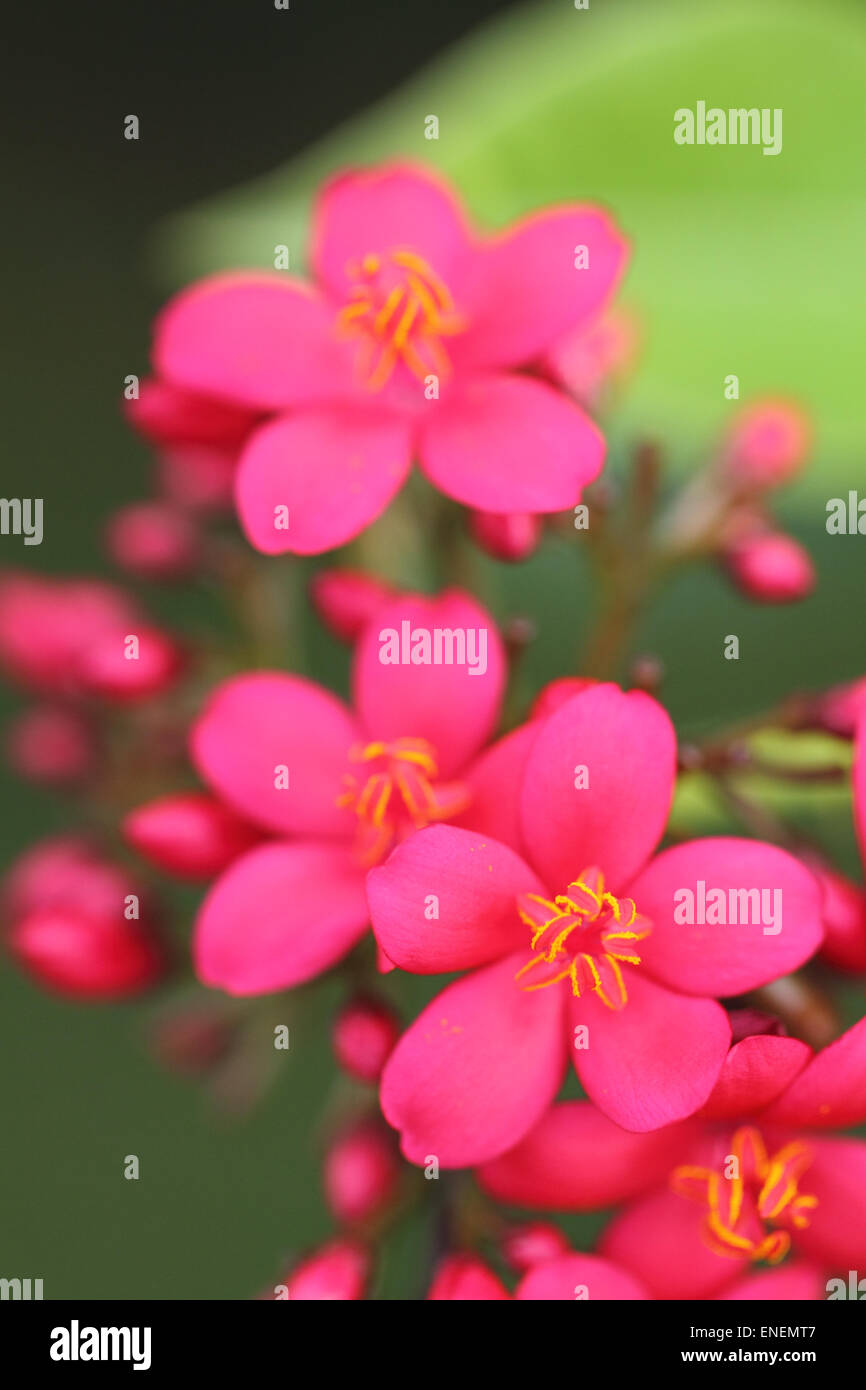 Stock image of close-up flower Stock Photo - Alamy